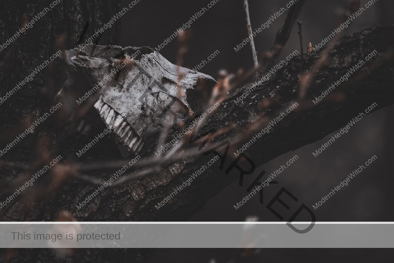Introduction to the Modern Hedge Witch. | Modern Hedge Witch